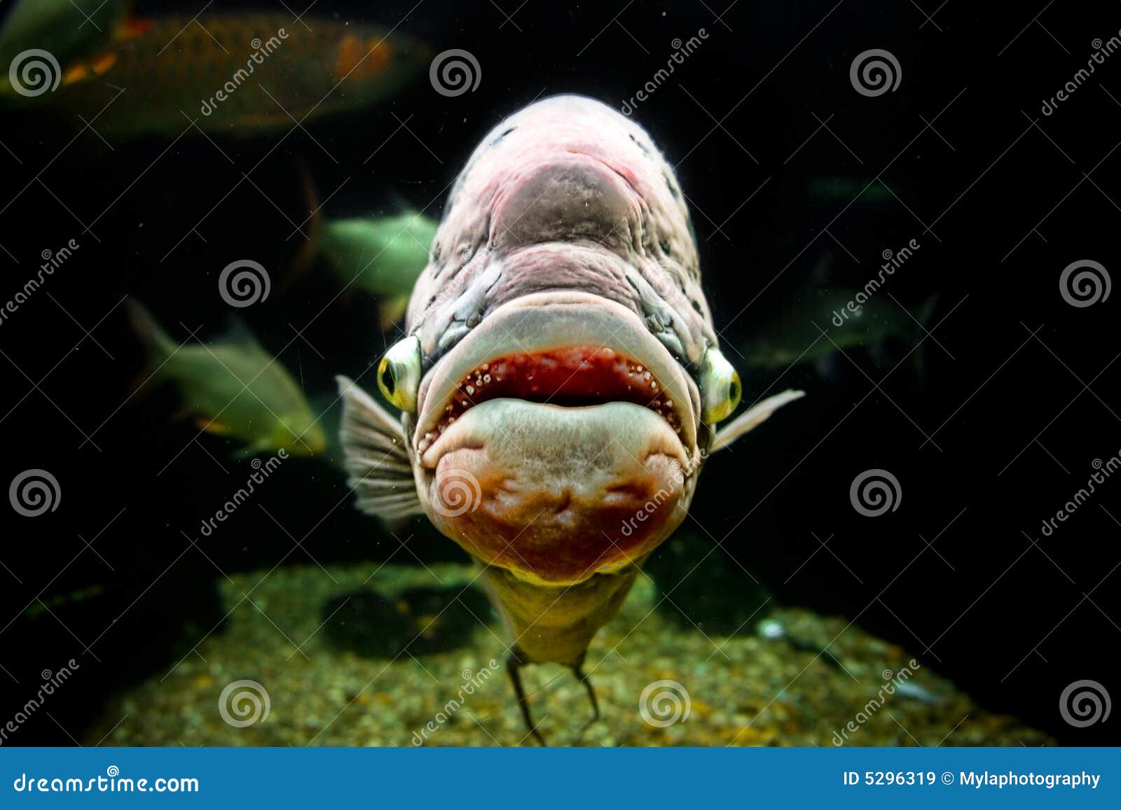 Peixes feios imagem de stock. Imagem de amarelo, tropical - 5296319