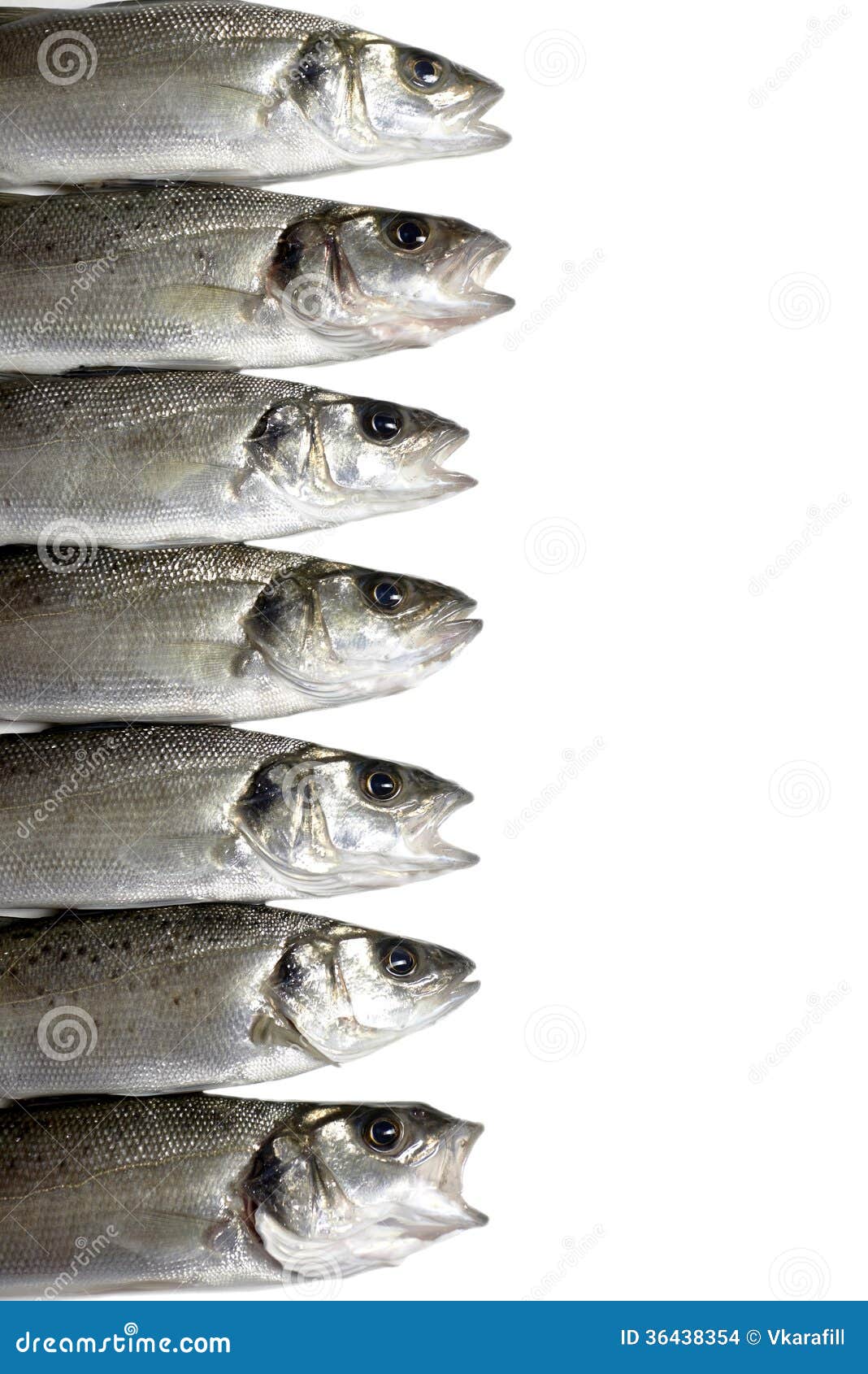 Peixes frescos, badejo foto de stock. Imagem de branco - 36438354