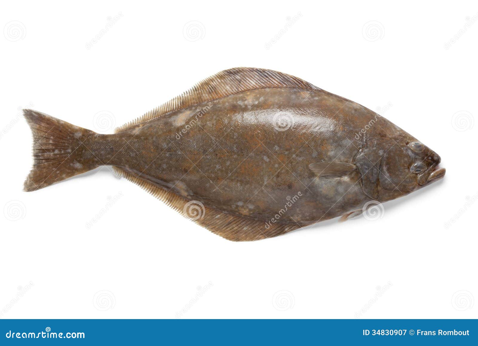 Peixes frescos do alabote imagem de stock. Imagem de marisco - 34830907