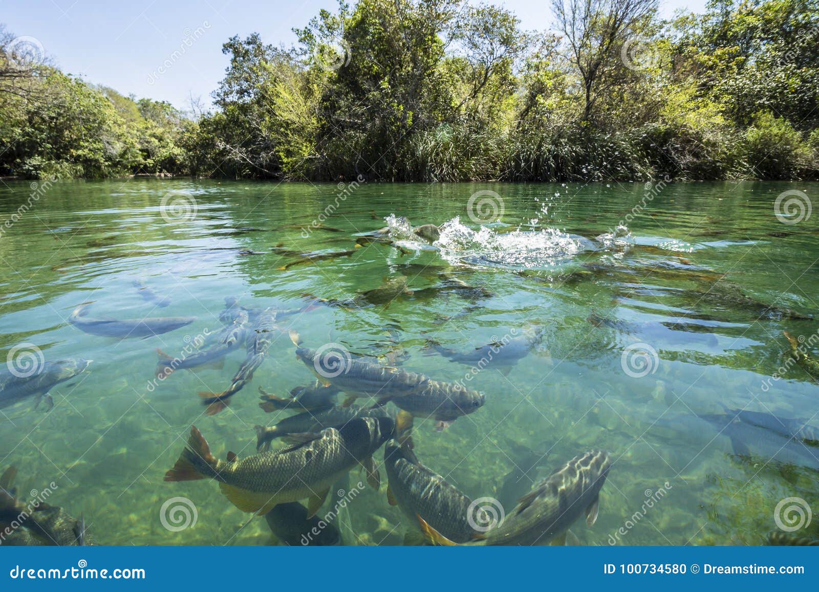Peixes Grandes Em Um Rio Claro Foto de Stock - Imagem de lotes, limpar ...
