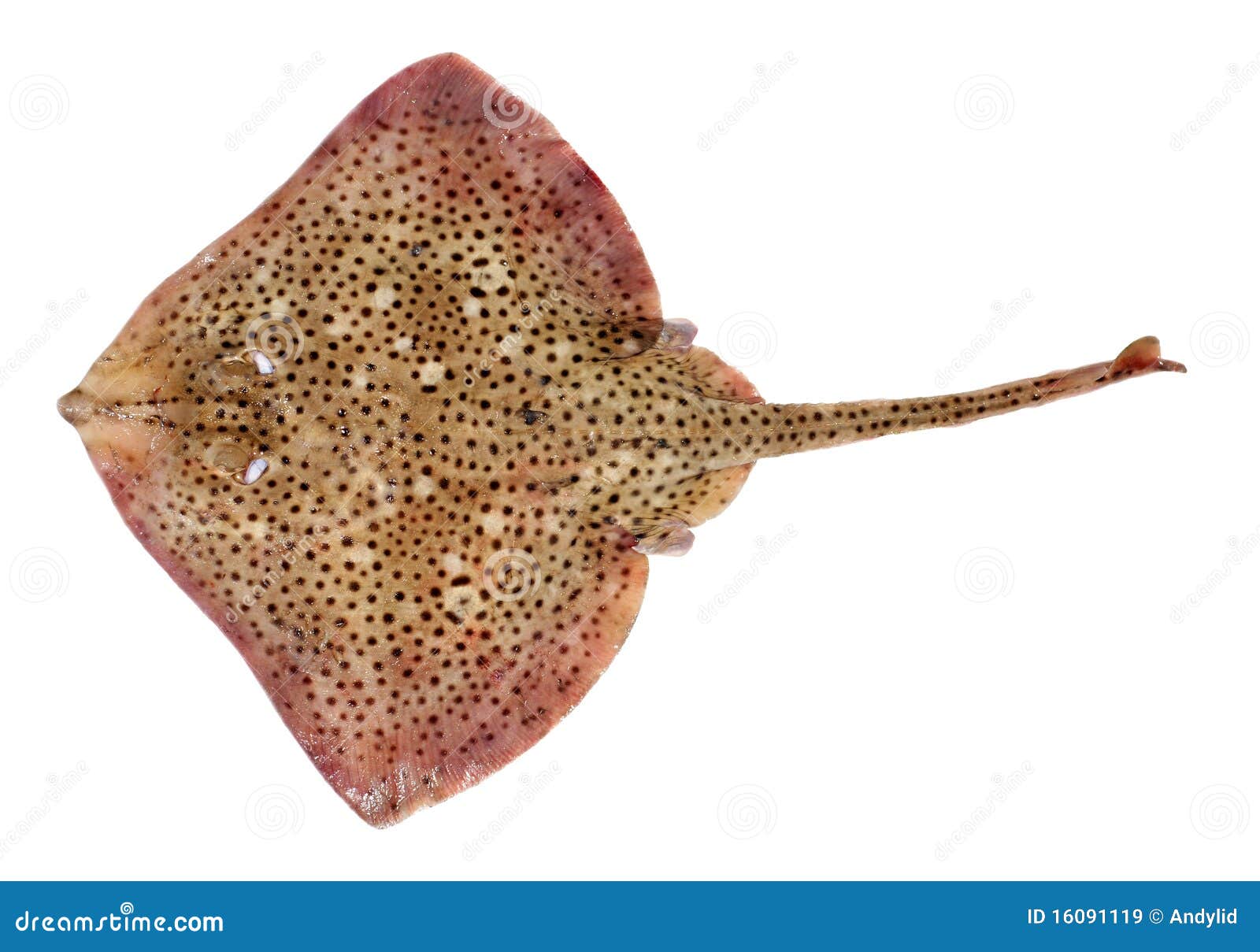 Peixes manchados da raia imagem de stock. Imagem de patim - 16091119