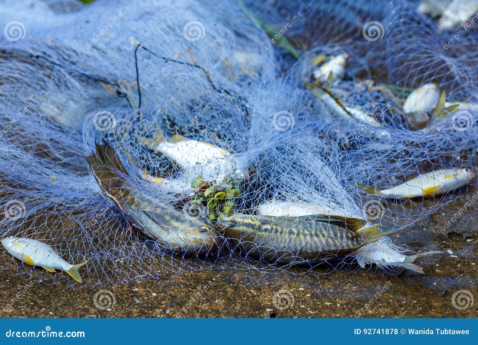 Peixes Na Rede, Rede De Pesca Foto de Stock - Imagem de reboque, vida ...