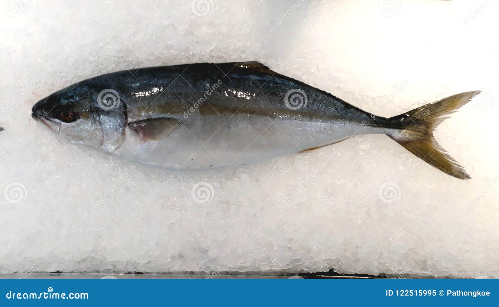 Peixes no gelo imagem de stock. Imagem de peixes, alimento - 122515995