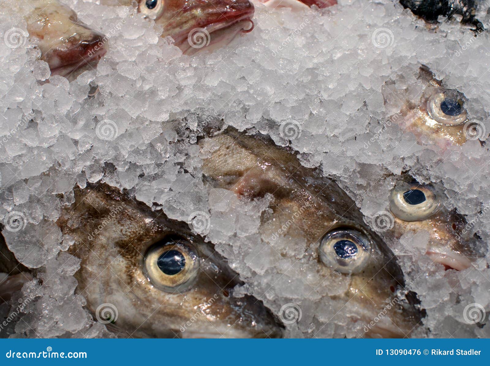 Peixes no gelo foto de stock. Imagem de peixes, alimento - 13090476