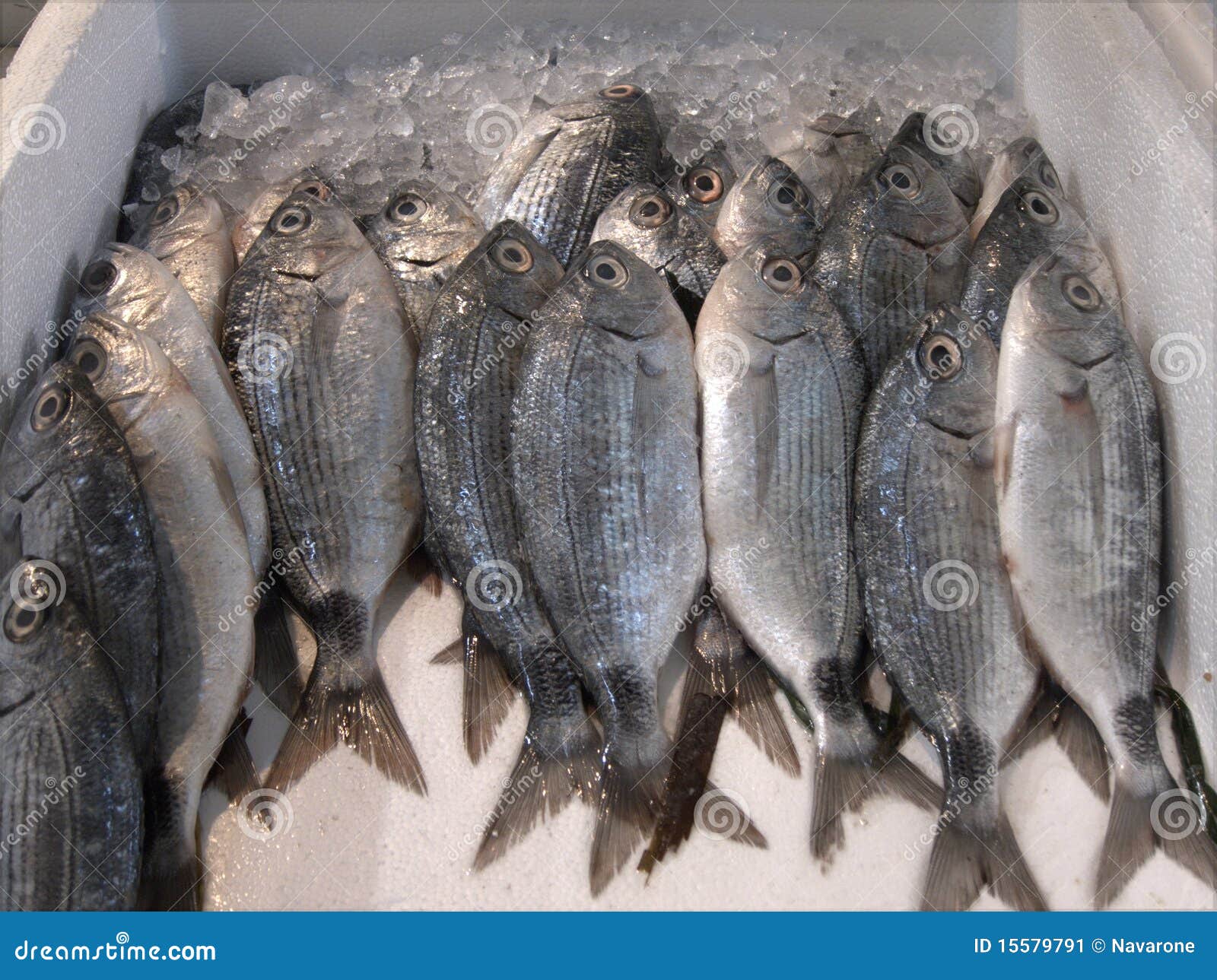 Peixes no gelo imagem de stock. Imagem de fresco, semelhante - 15579791