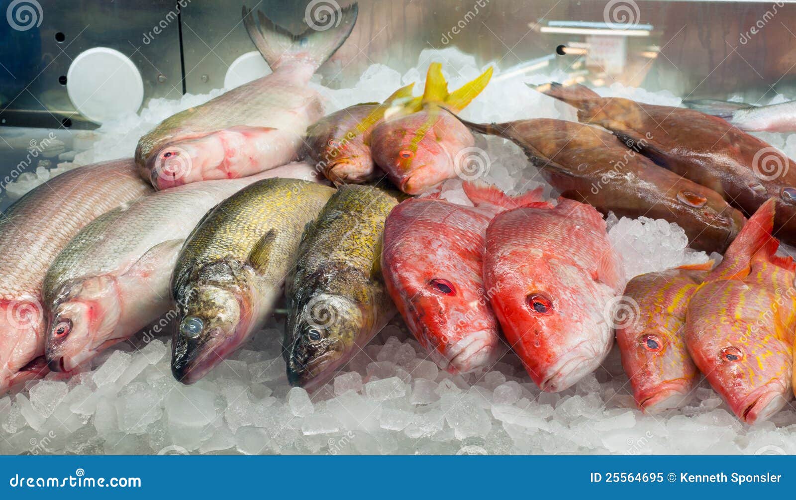Peixes no gelo imagem de stock. Imagem de peixes, cubo - 25564695