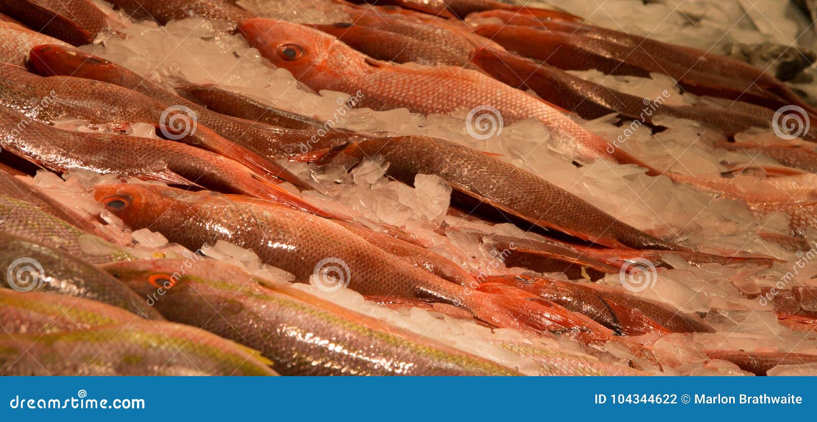 Peixes No Gelo Em Um Mercado De Peixes Foto de Stock - Imagem de aletas ...