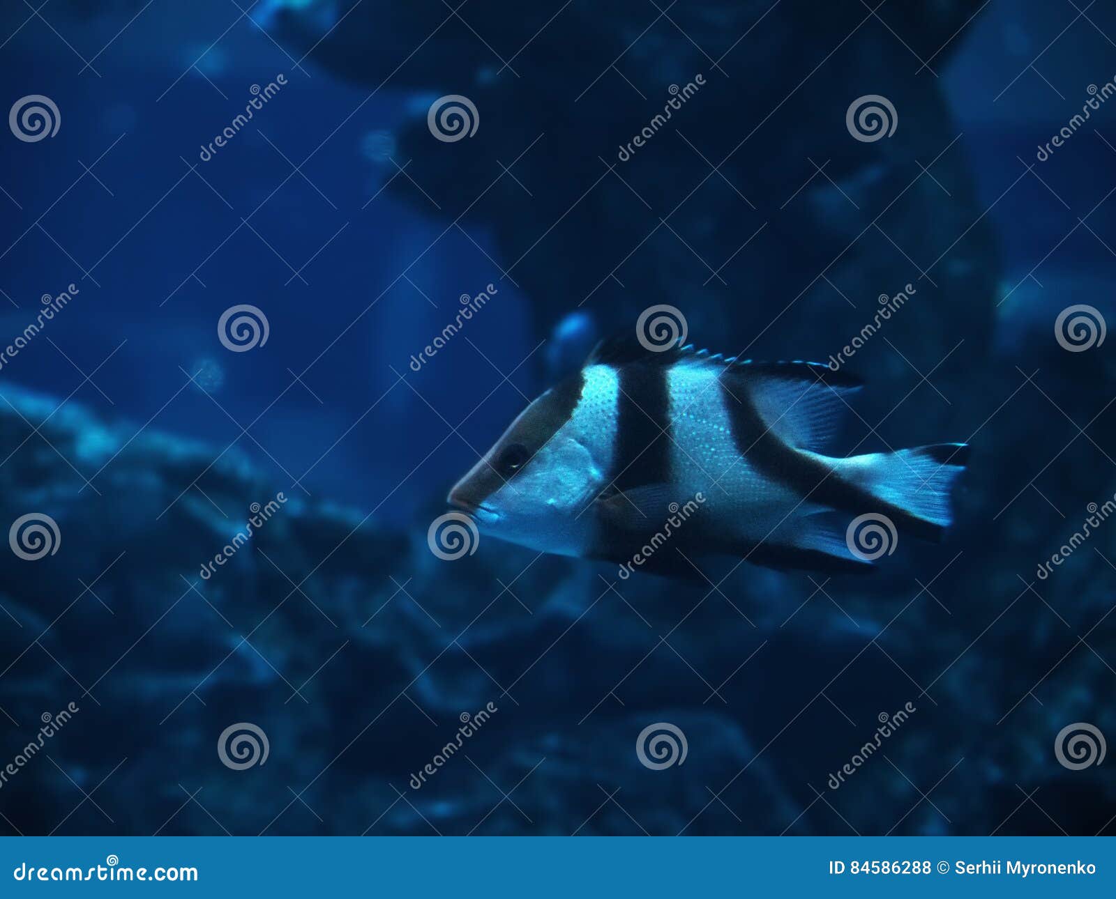 Peixes No Oceano Profundo Azul Foto de Stock - Imagem de azul, espiga ...