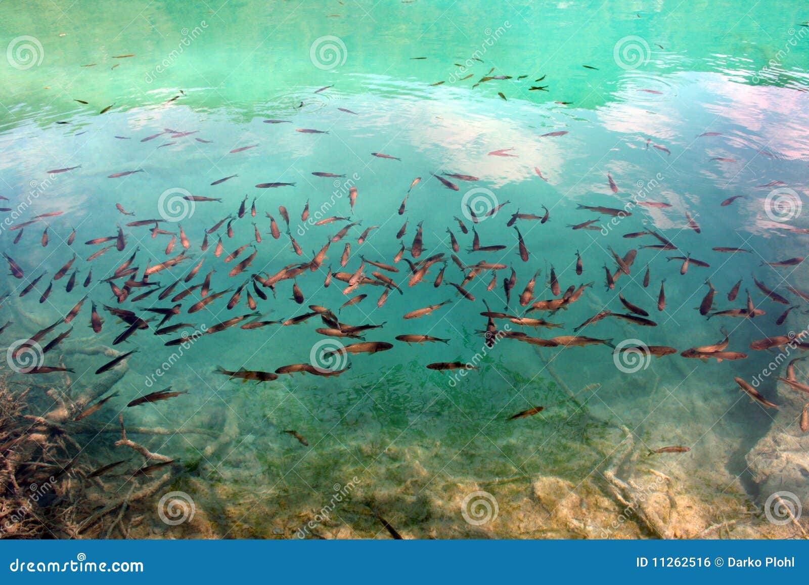 Peixes no rio foto de stock. Imagem de azul, ecologia - 11262516