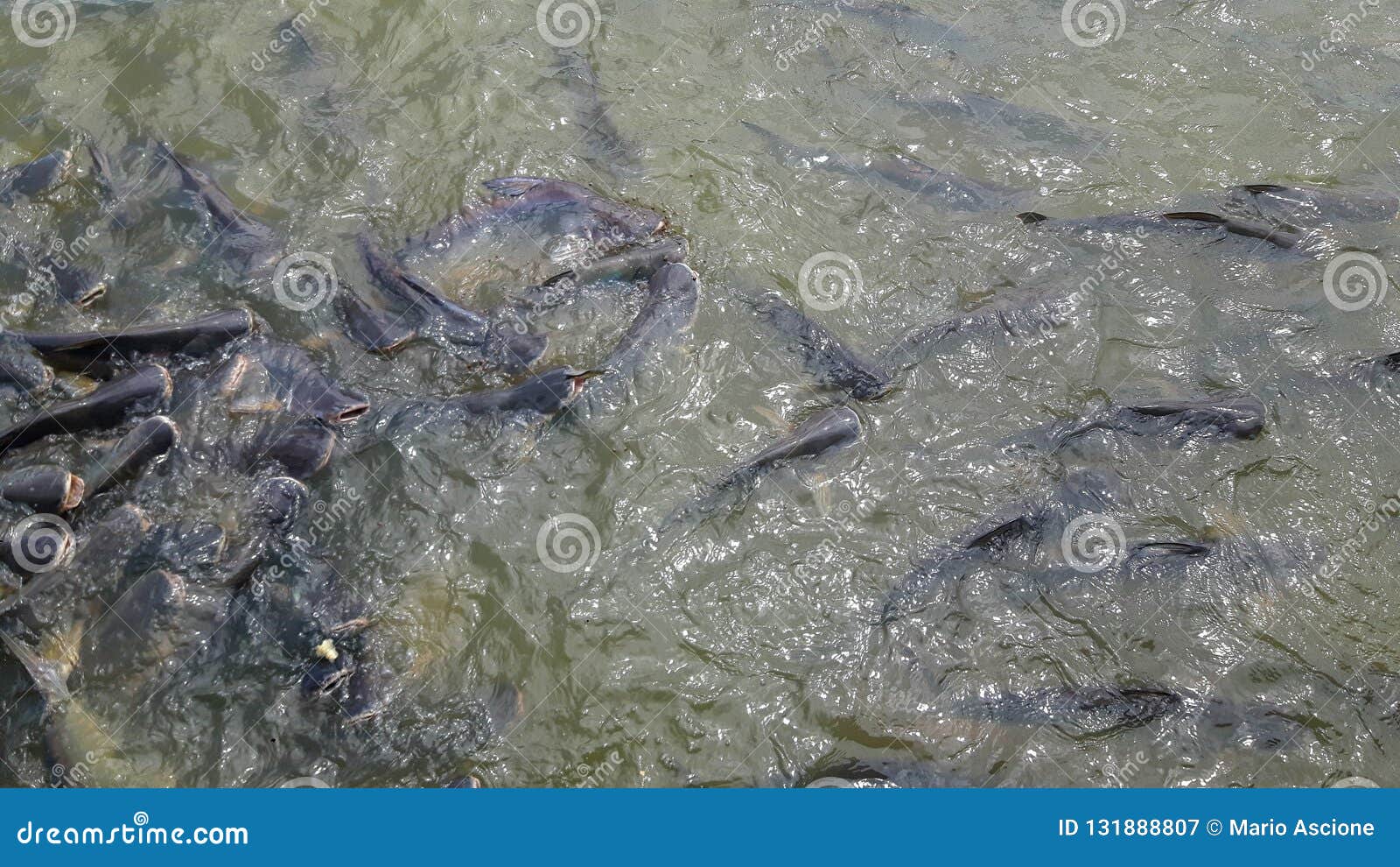 Peixes no rio imagem de stock. Imagem de nadadas, grupo - 131888807
