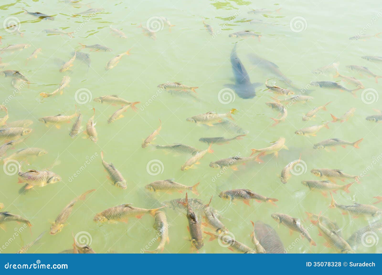 Peixes no rio foto de stock. Imagem de pesca, peixes - 35078328
