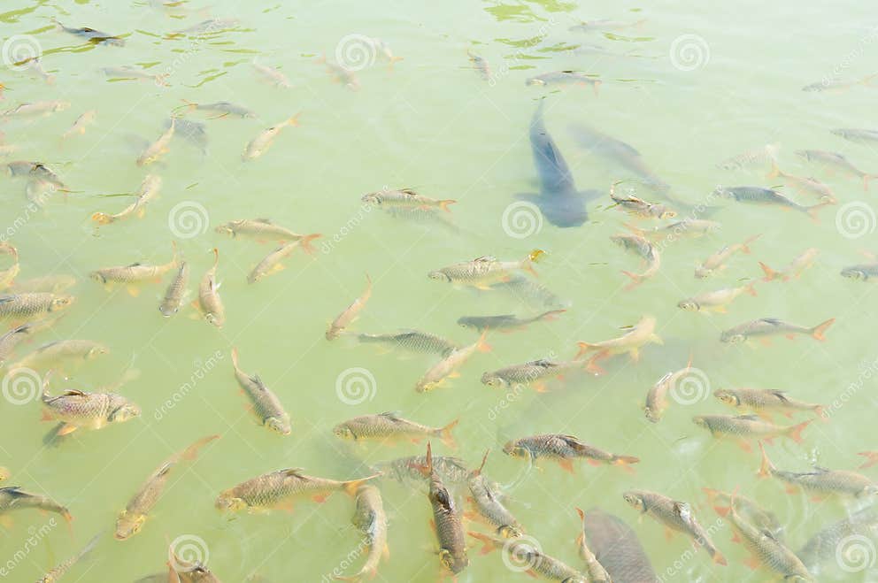 Peixes no rio foto de stock. Imagem de pesca, peixes - 35078328