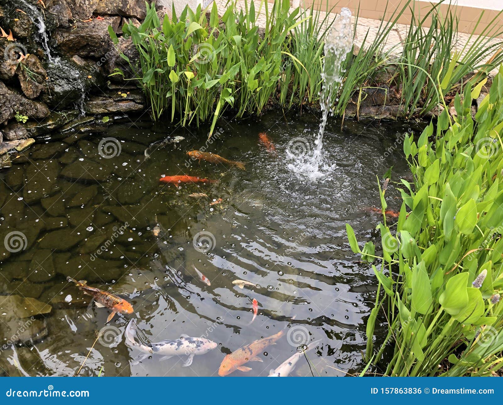 Peixes no rio foto de stock. Imagem de casas, bonito - 157863836