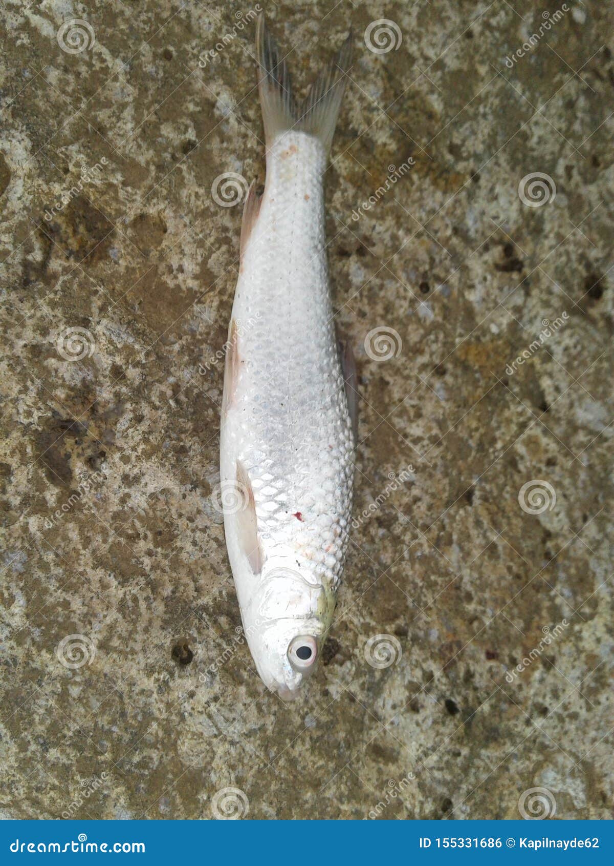 Peixes no rio natural foto de stock. Imagem de pedra - 155331686