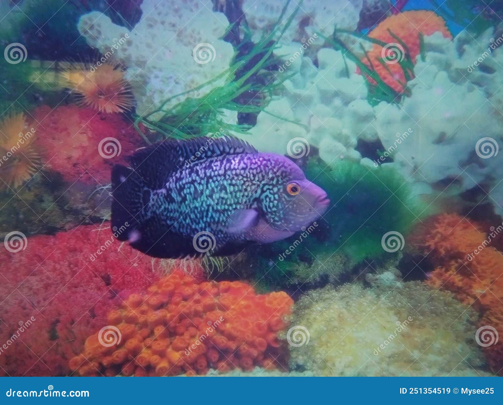 Peixes Ornamentais De Lou Han Imagem de Stock - Imagem de peixes ...