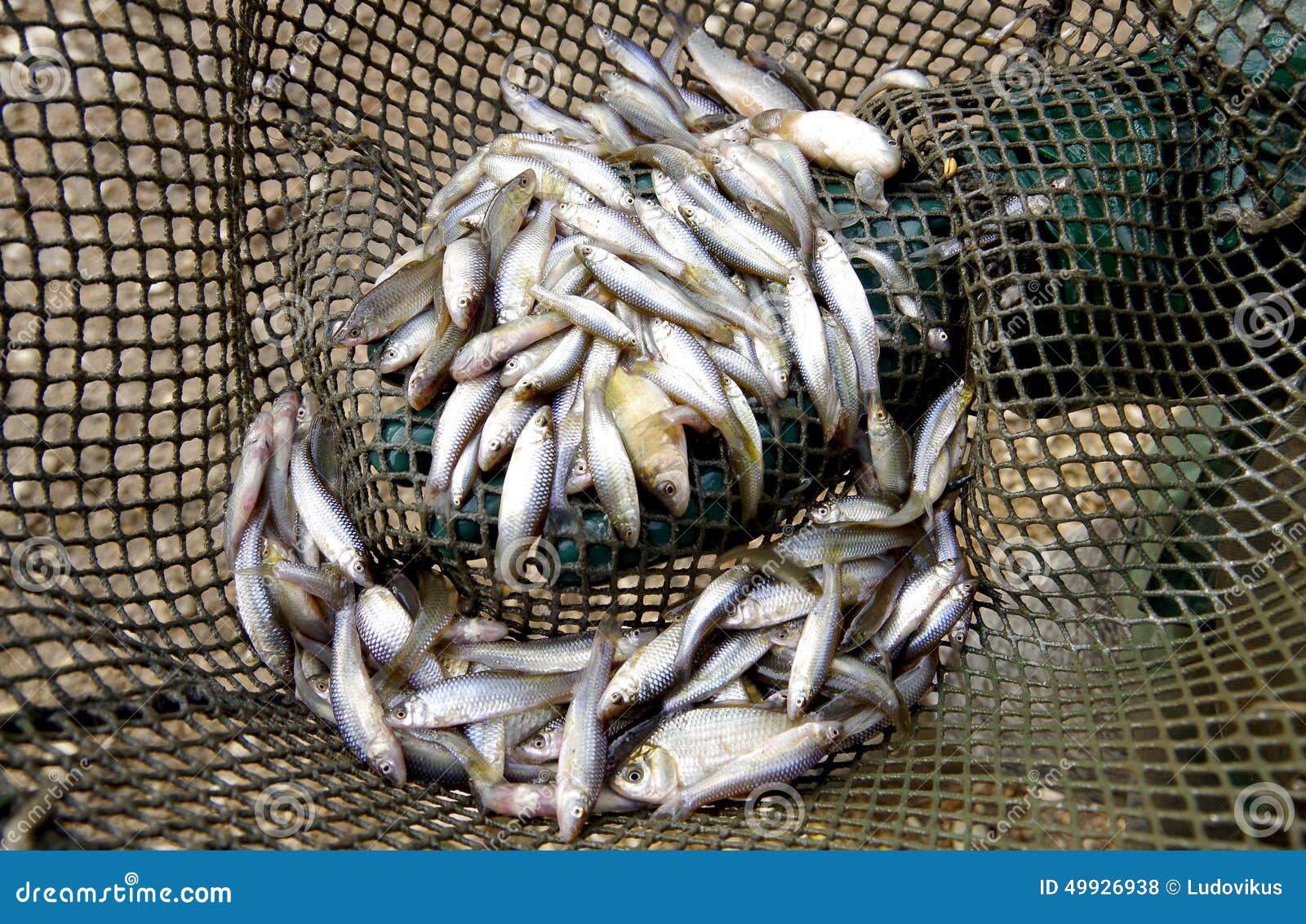 Peixes Pequenos Em Uma Rede De Pesca Foto de Stock - Imagem de pescador ...
