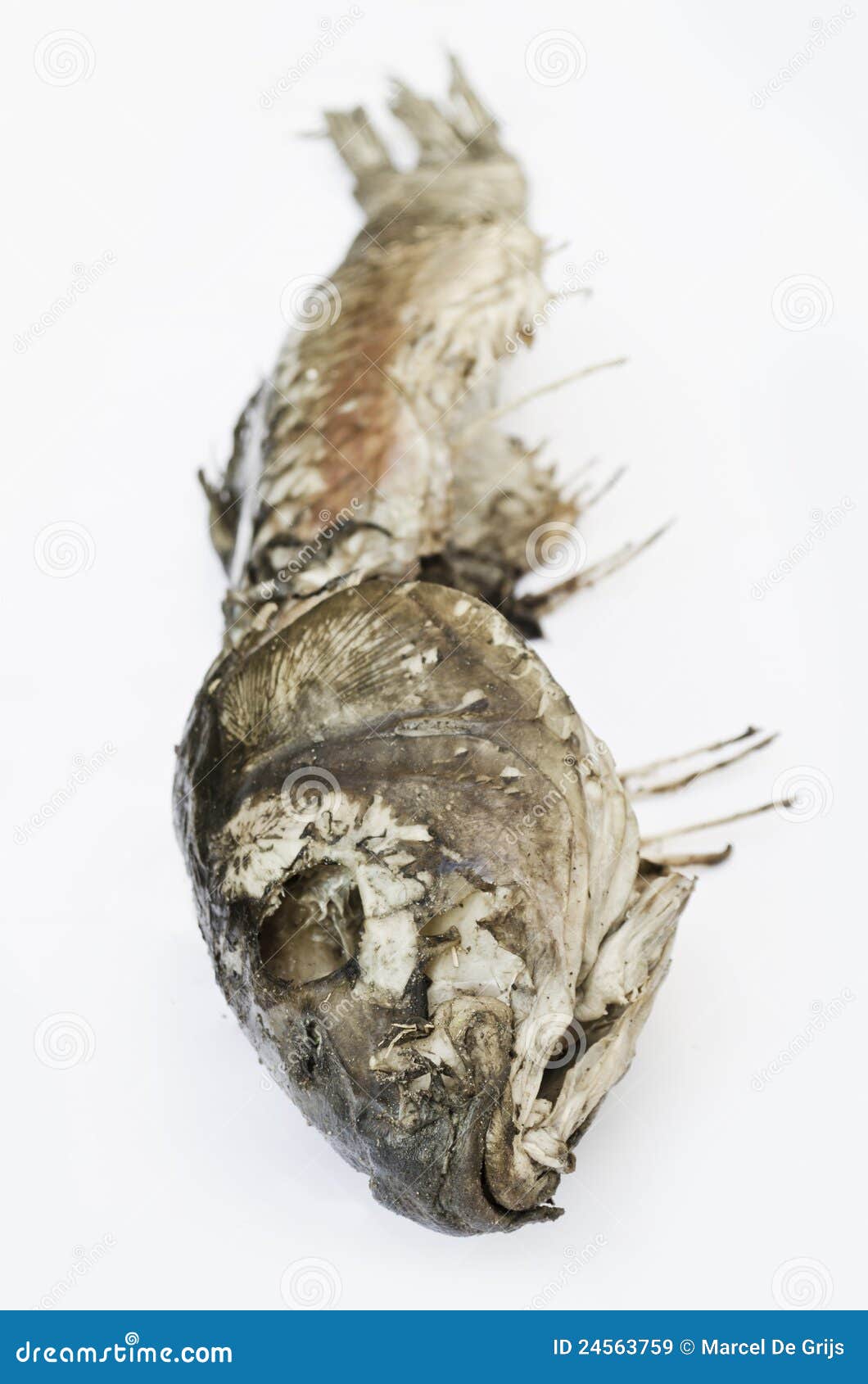 Peixes podres imagem de stock. Imagem de conceito, ambiental - 24563759