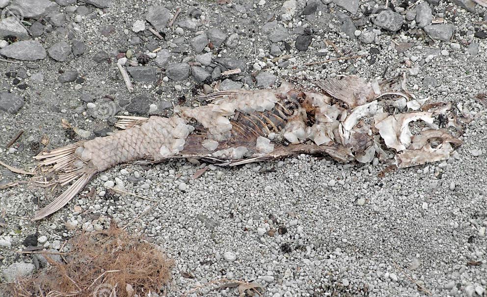 Peixes podres imagem de stock. Imagem de escala, seixo - 36522277