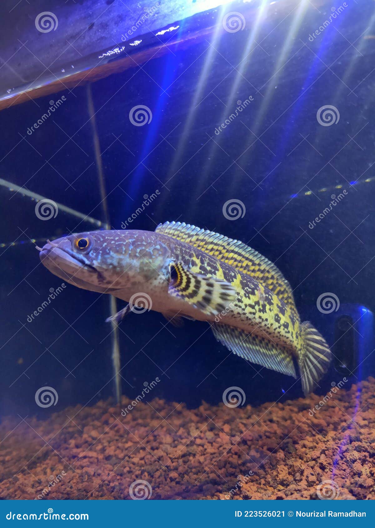 Peixes Predadores De Aurantimaculata Imagem de Stock - Imagem de coral ...