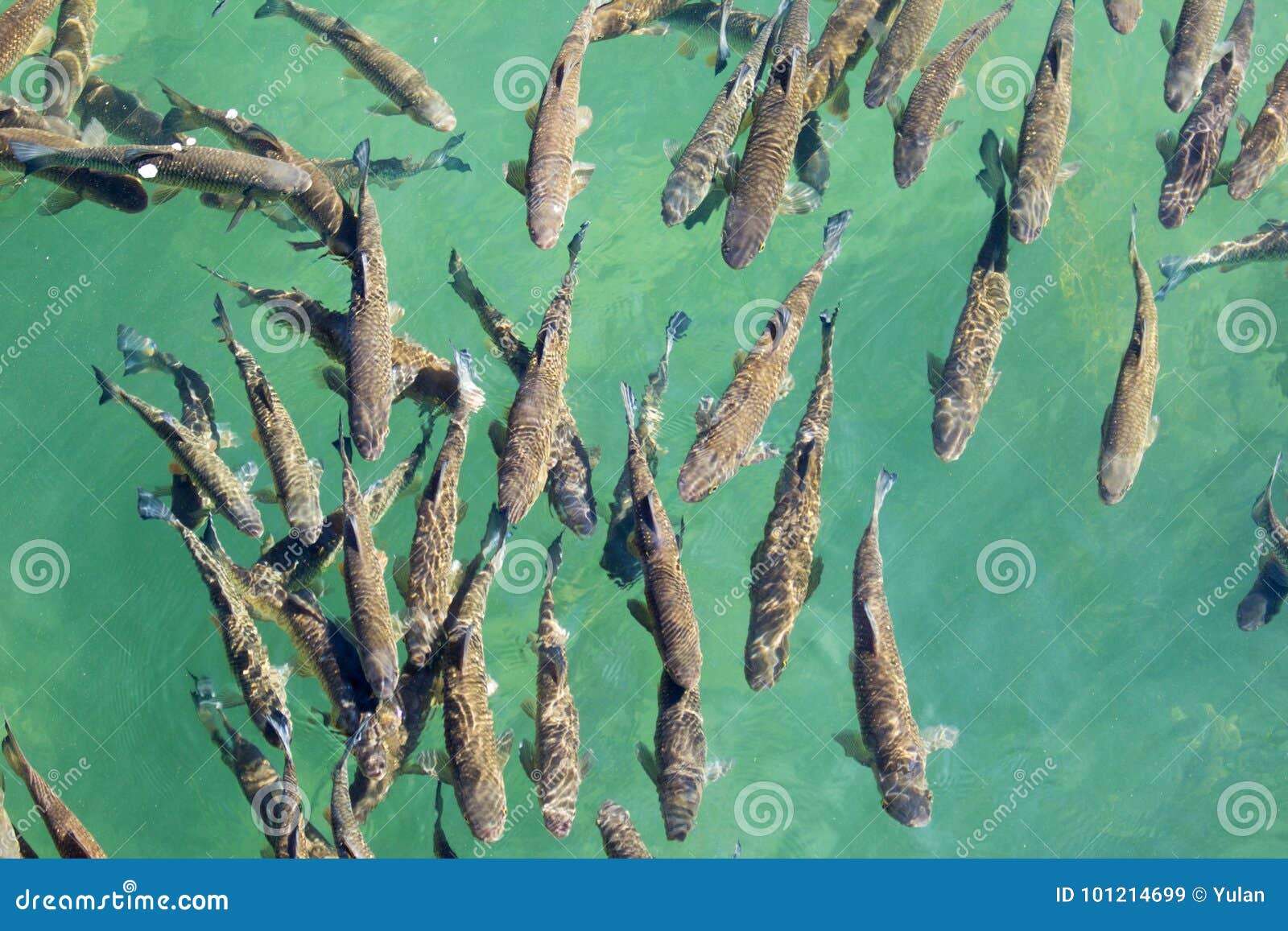 Peixes que nadam no rio imagem de stock. Imagem de peixes - 101214699 Peixes que nadam no rio imagem de stock. Imagem de peixes - 101214699