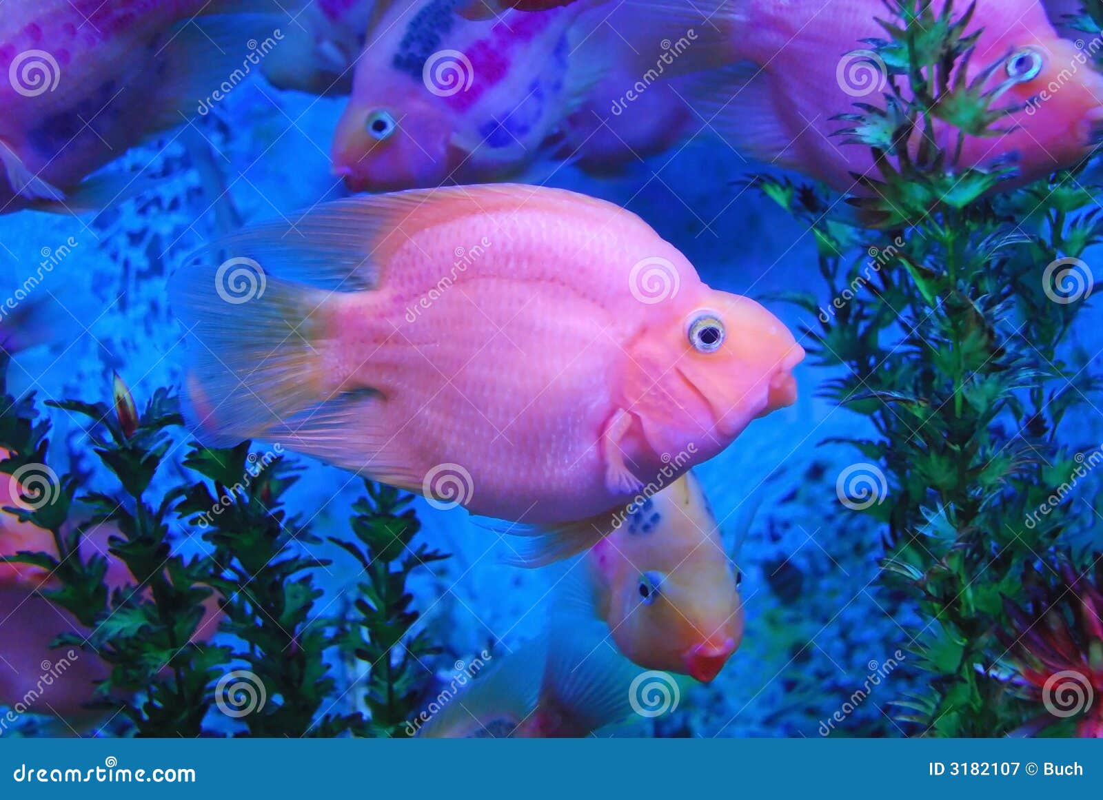 Peixes roxos bonitos imagem de stock. Imagem de listrado - 3182107