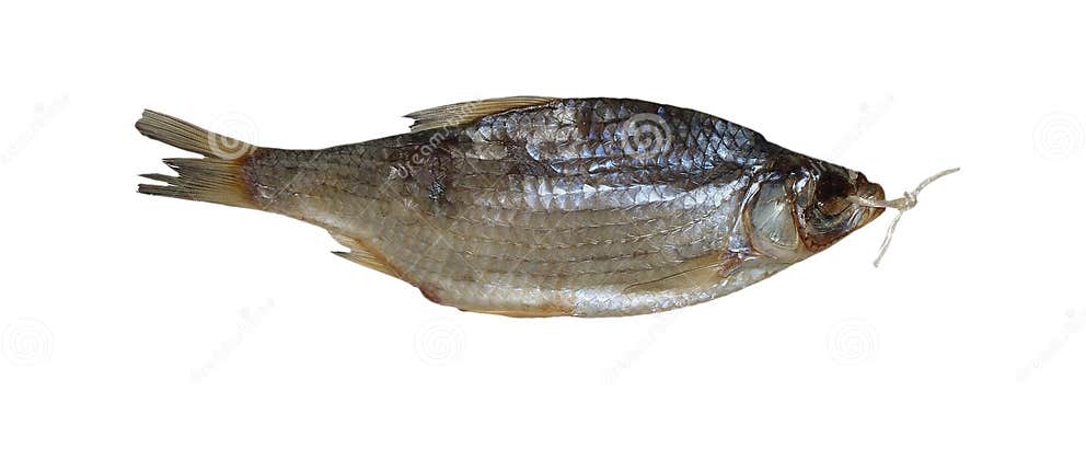 Peixes Salgados Da Barata Do Mar Imagem de Stock - Imagem de wildlife ...