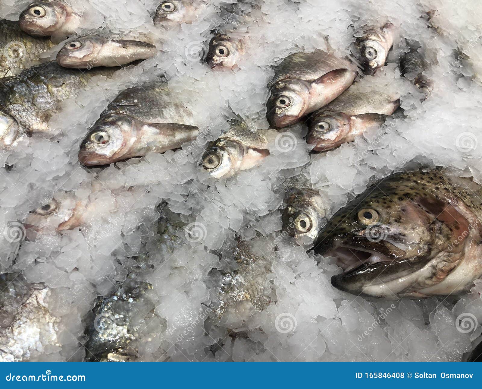 Peixes soltos em gelo foto de stock. Imagem de carpa - 165846408
