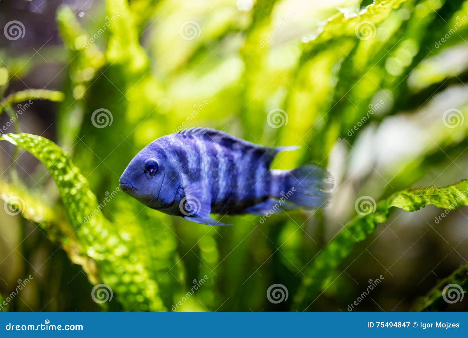 Peixes Tropicais Do Azul Do Recife Imagem de Stock - Imagem de vida ...