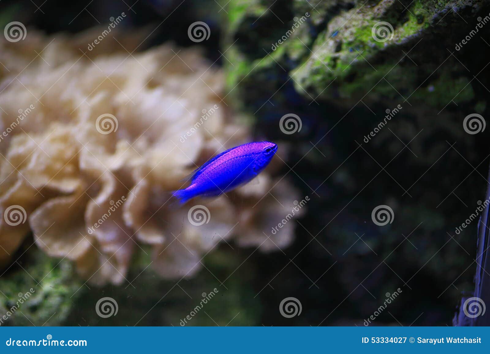 Peixes Tropicais Roxos Azuis Imagem de Stock - Imagem de tropical ...