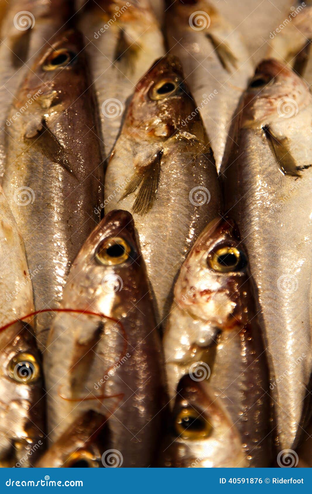 Peixes a vender foto de stock. Imagem de inoperante, saltwater - 40591876