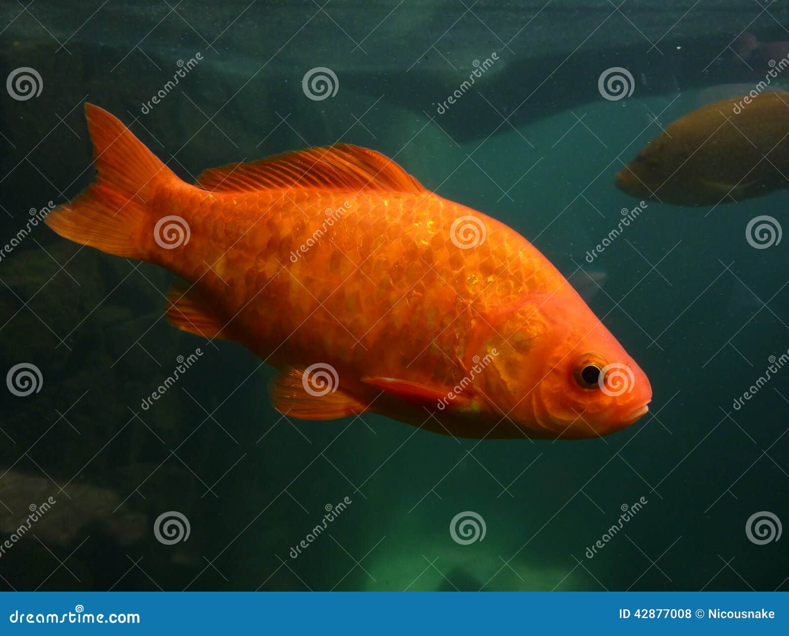 Peixes vermelhos foto de stock. Imagem de indicador, turismo - 42877008