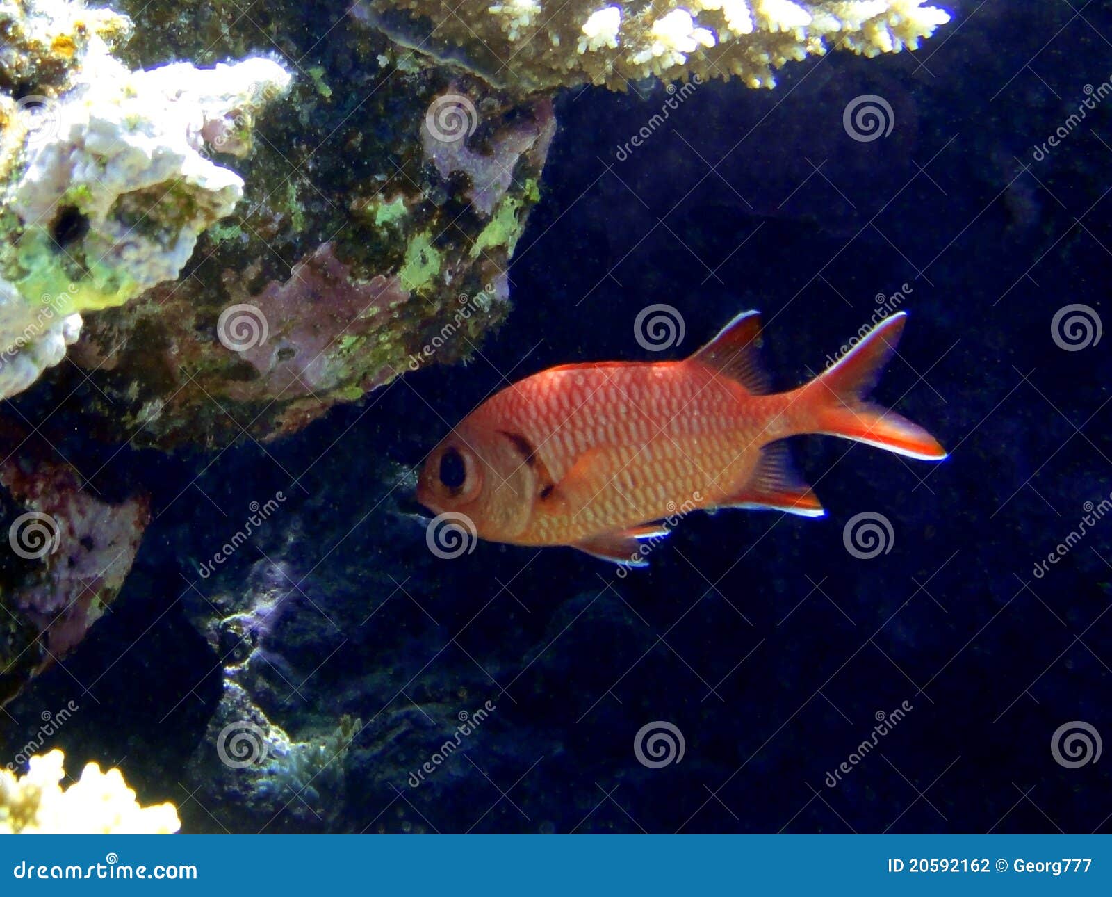 Peixes Vermelhos Com Olhos Grandes Foto de Stock - Imagem de olho ...