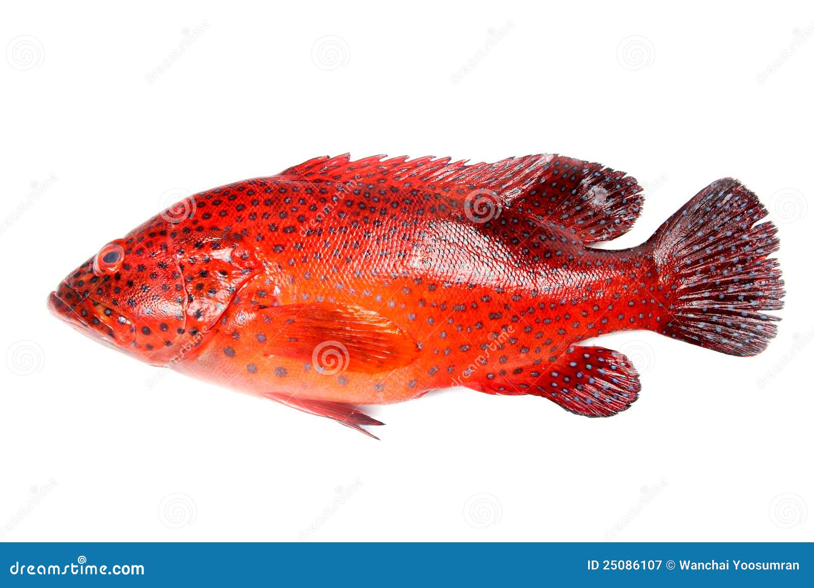 Peixes Vermelhos Da Garoupa Imagem de Stock - Imagem de pesca, macro ...