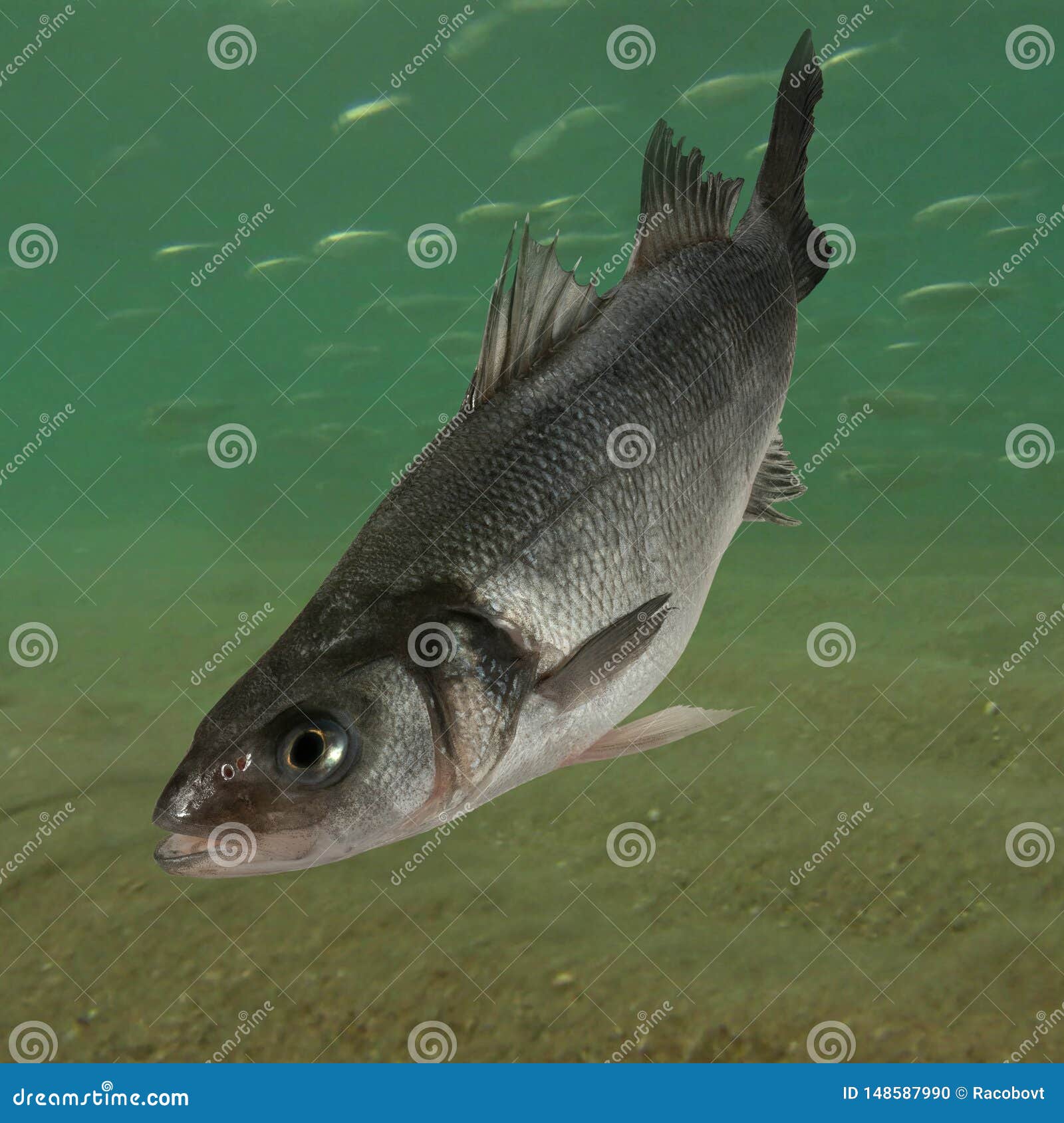 Peixes vivos do badejo foto de stock. Imagem de aletas - 148587990