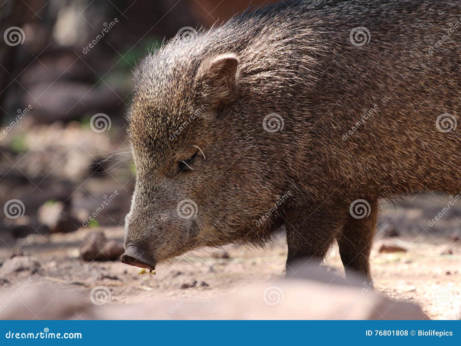 Pekari Javelina Oder Des Kohls U. X28; Pecari-tajacu& X29; Stockfoto ...