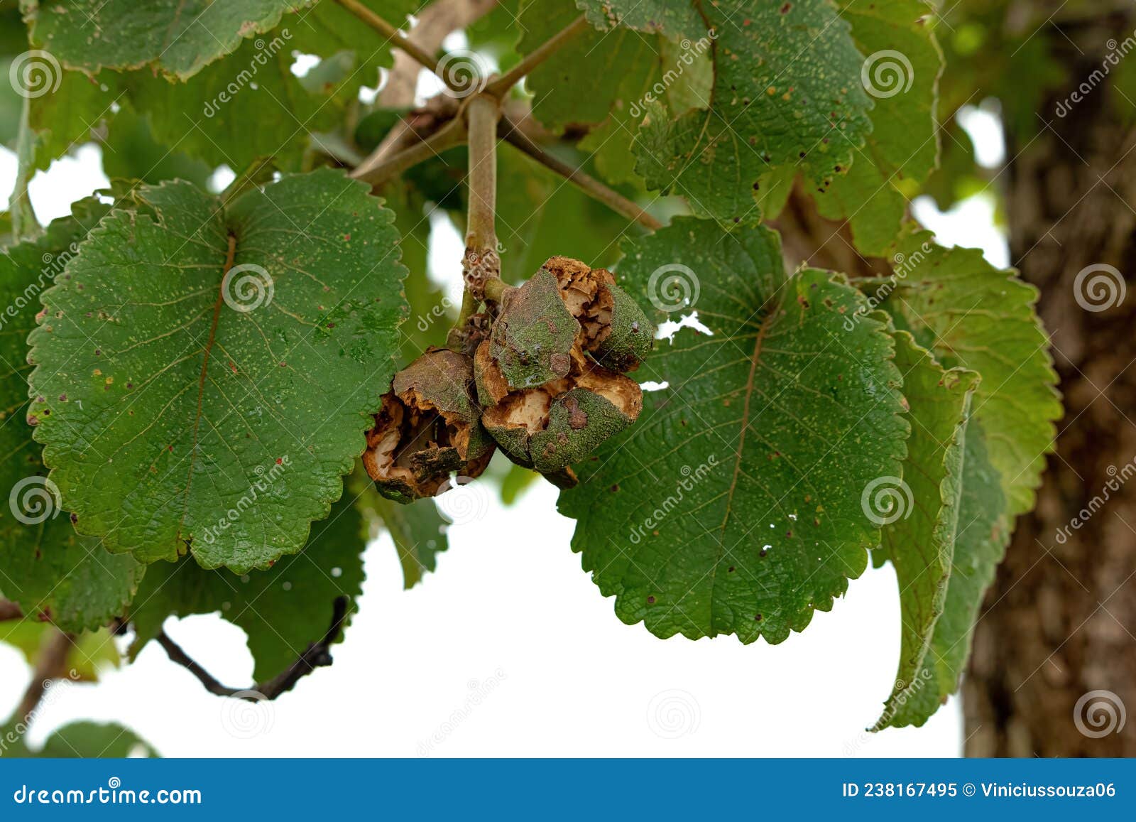 Pekea Nut Fruit stock image. Image of food, healthy - 238167495