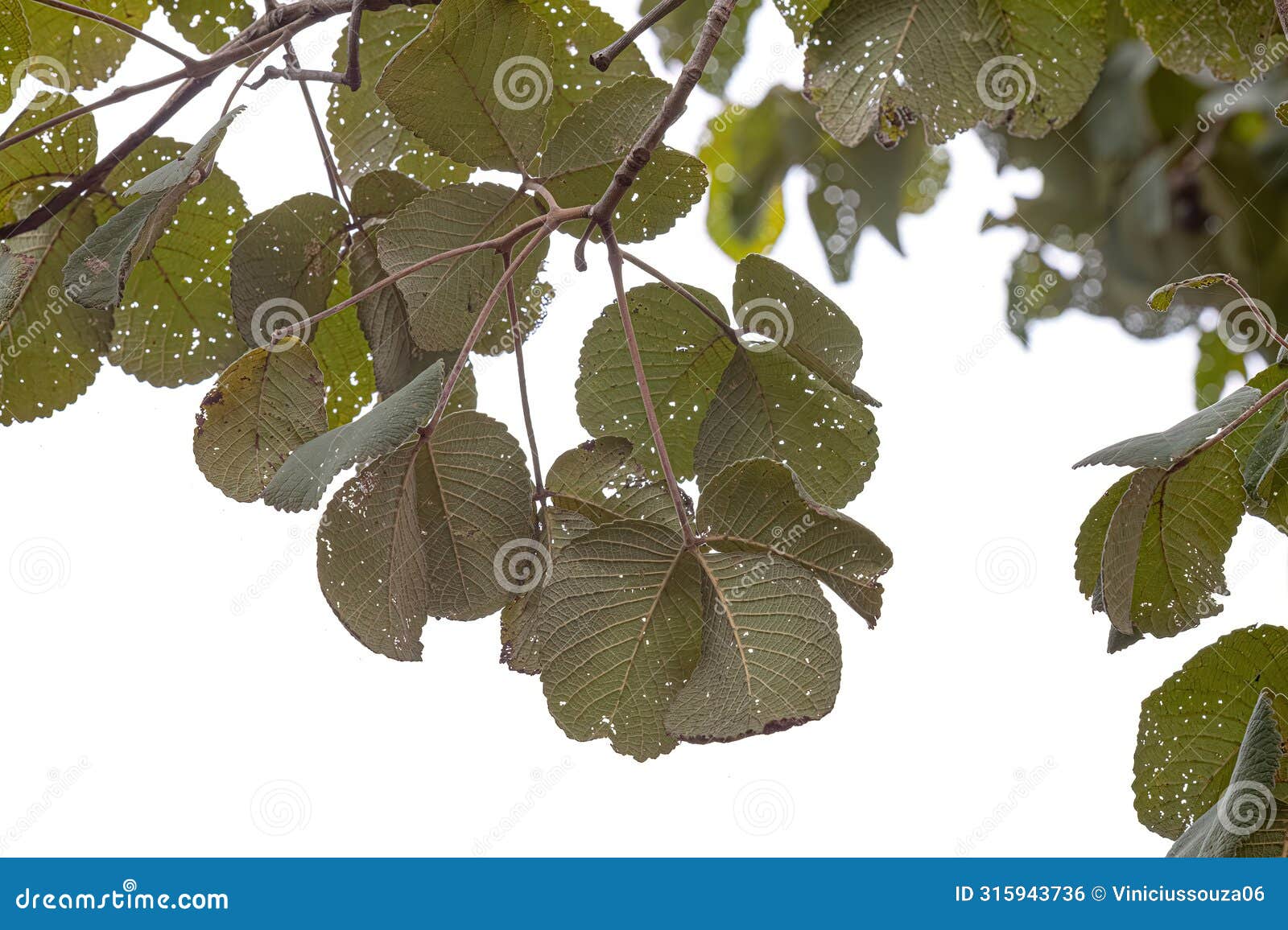 Pekea Nut Tree Leaves stock photo. Image of cerrado - 315943736