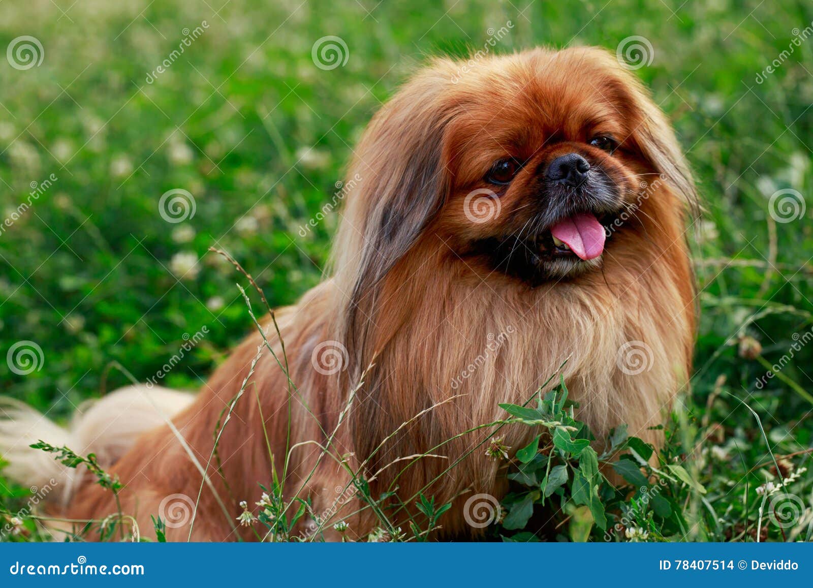 Pekinés De La Raza Del Perro Foto de archivo - Imagen de hierba, collar ...