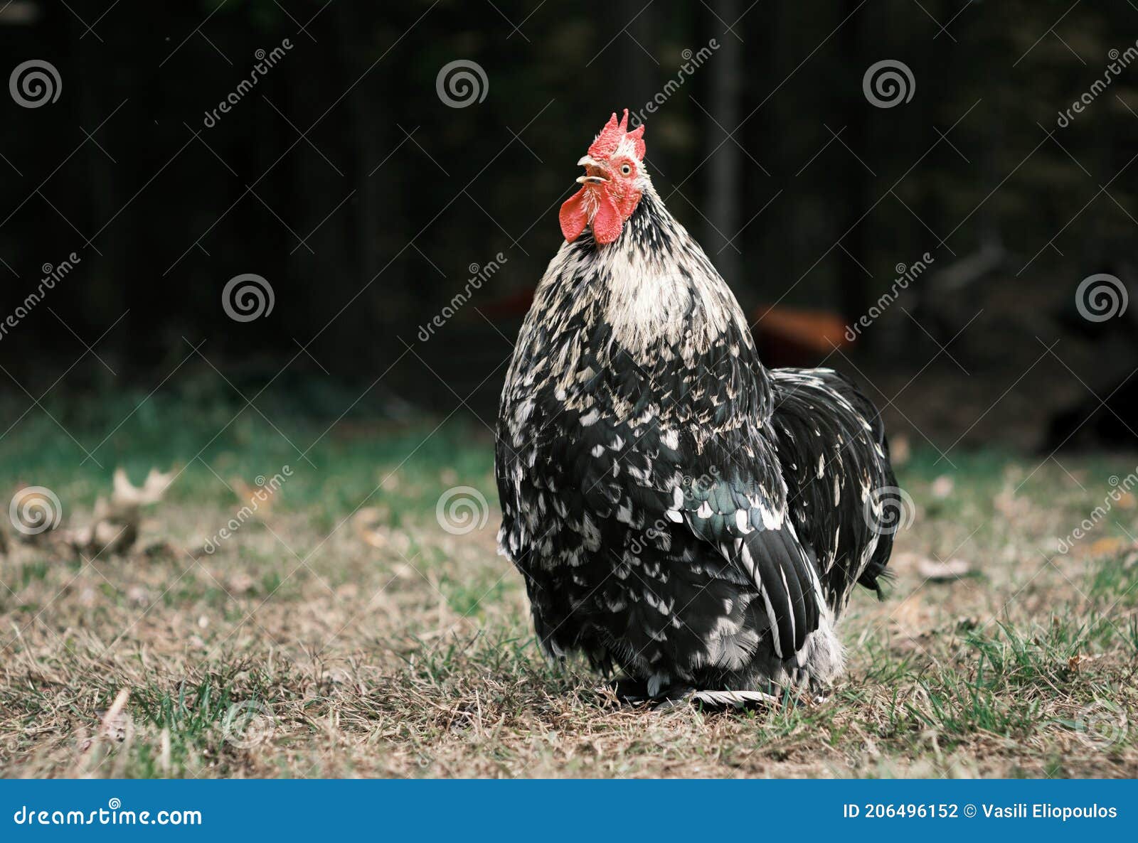 Pekin Bantam Cockerel Crowing Stock Photo - Image of wildlife, fowl ...