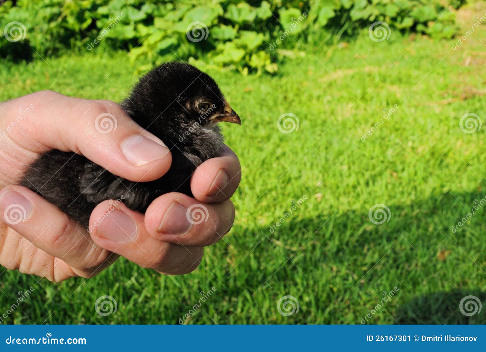 Pekin chicken in hand stock image. Image of small, fowl - 26167301