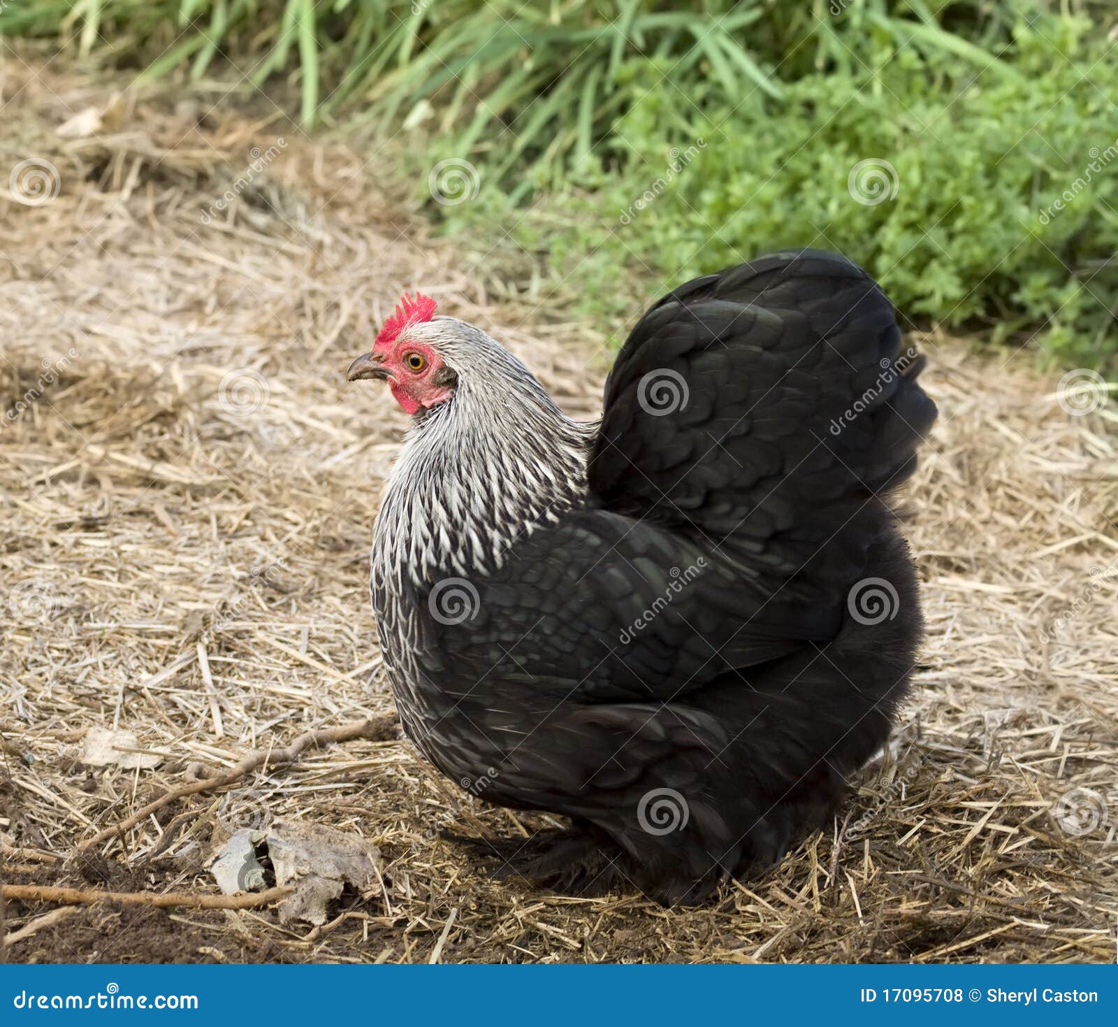 Pekin Cochin Bantam Hen Organic Poultry Stock Photo - Image of alert ...