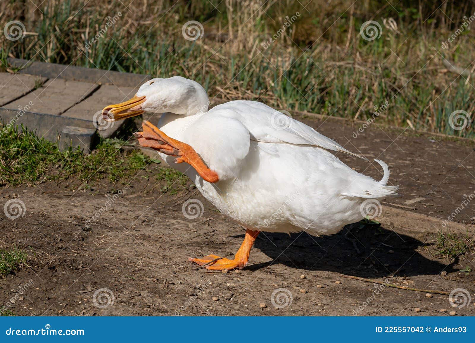 Pekin Duck Having a Scratch Stock Photo - Image of beak, foot: 225557042