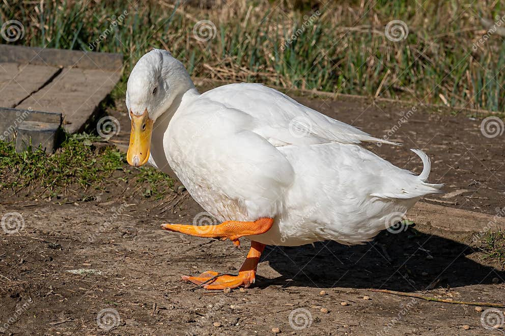 Pekin Duck Having a Scratch Stock Photo - Image of feathers, itchy ...