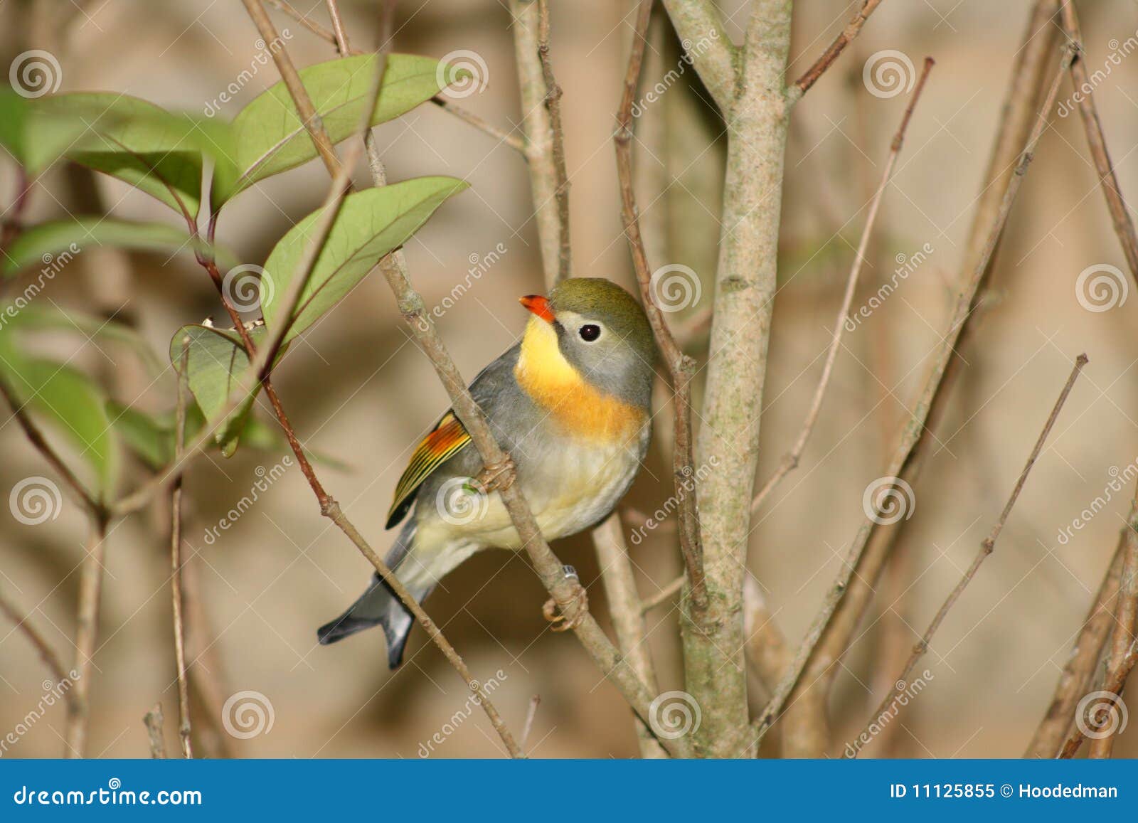 Pekin Robin stock image. Image of orange, beak, southern - 11125855