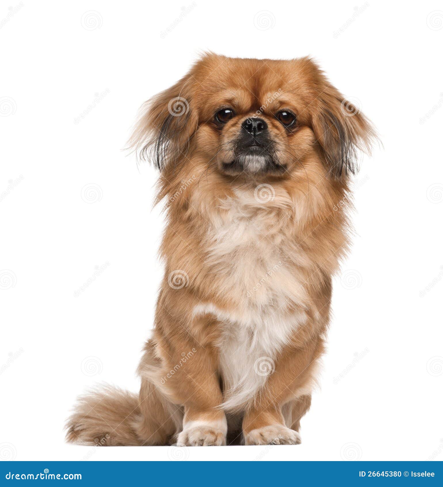 Pekinees, 18 Maanden Oud, Het Zitten Stock Foto - Afbeelding bestaande ...