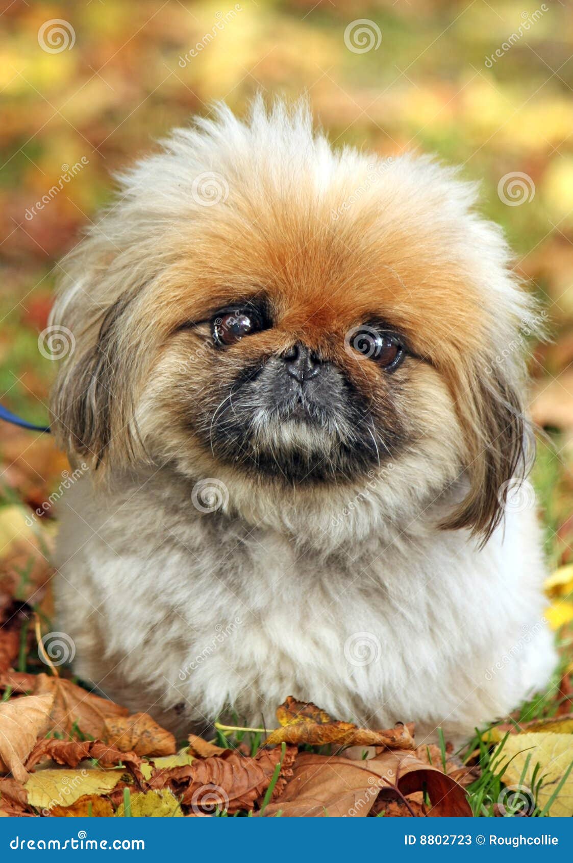 Pekinees stock afbeelding. Image of uitziend, room, kijk - 8802723