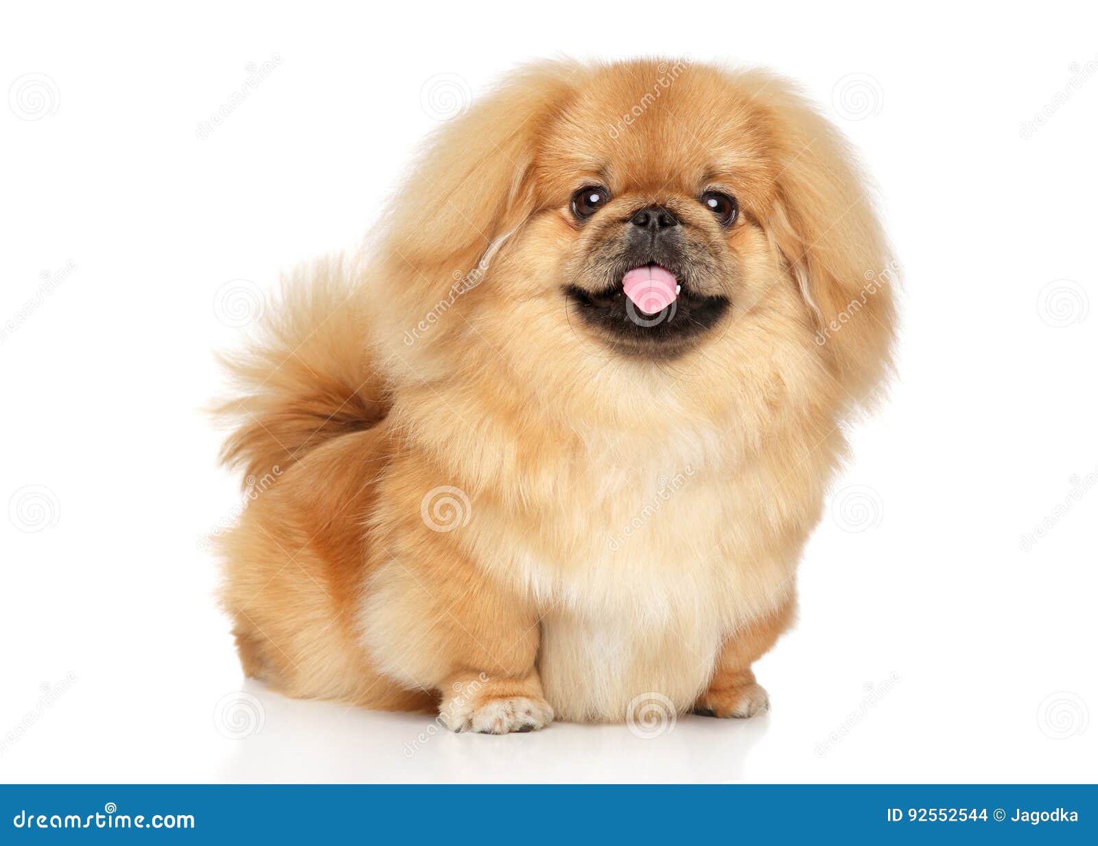 Pekinees gelukkige hond stock foto. Image of pekingese - 92552544