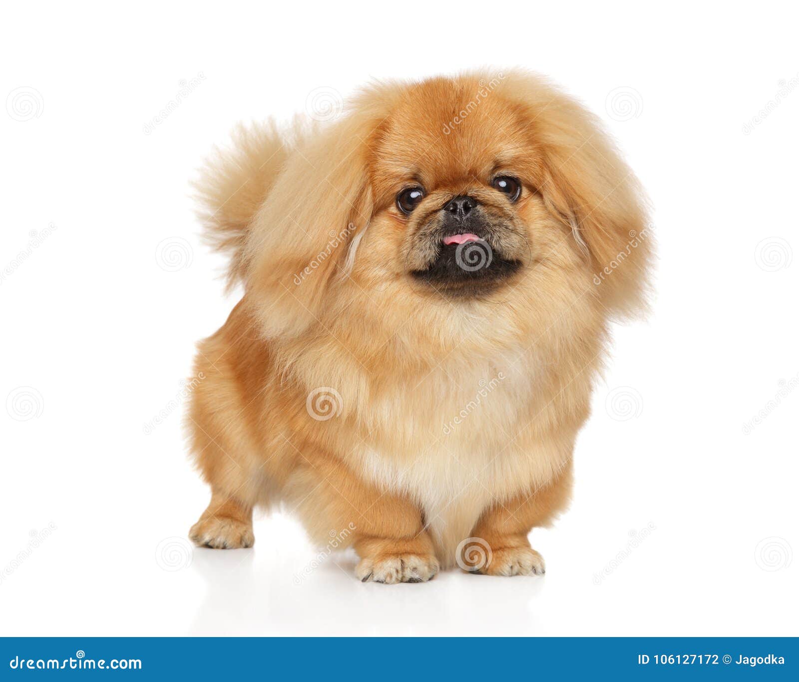 Pekinees Het Stellen Op Witte Achtergrond Stock Foto - Image of ...