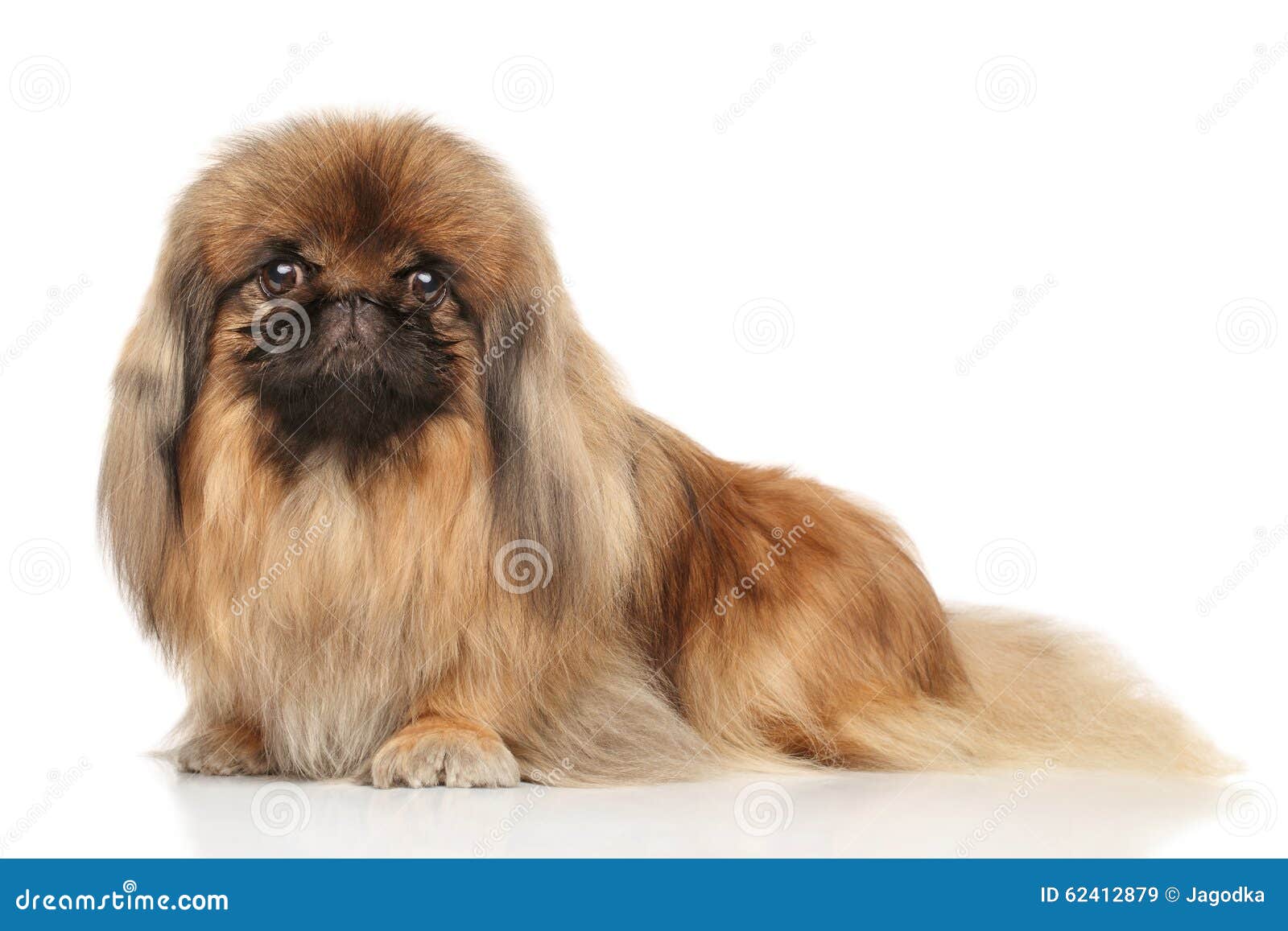 Pekinees Op Witte Achtergrond Stock Afbeelding - Image of schot, harig ...