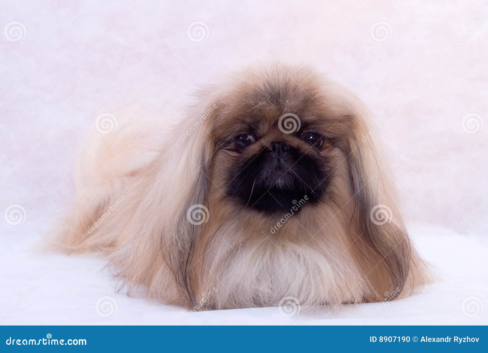 Pekinese stock photo. Image of cute, portrait, collar - 8907190